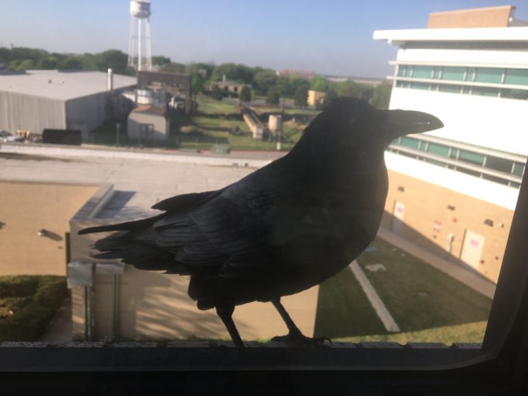 Watch Our Raven Camera - UT Institute for Geophysics