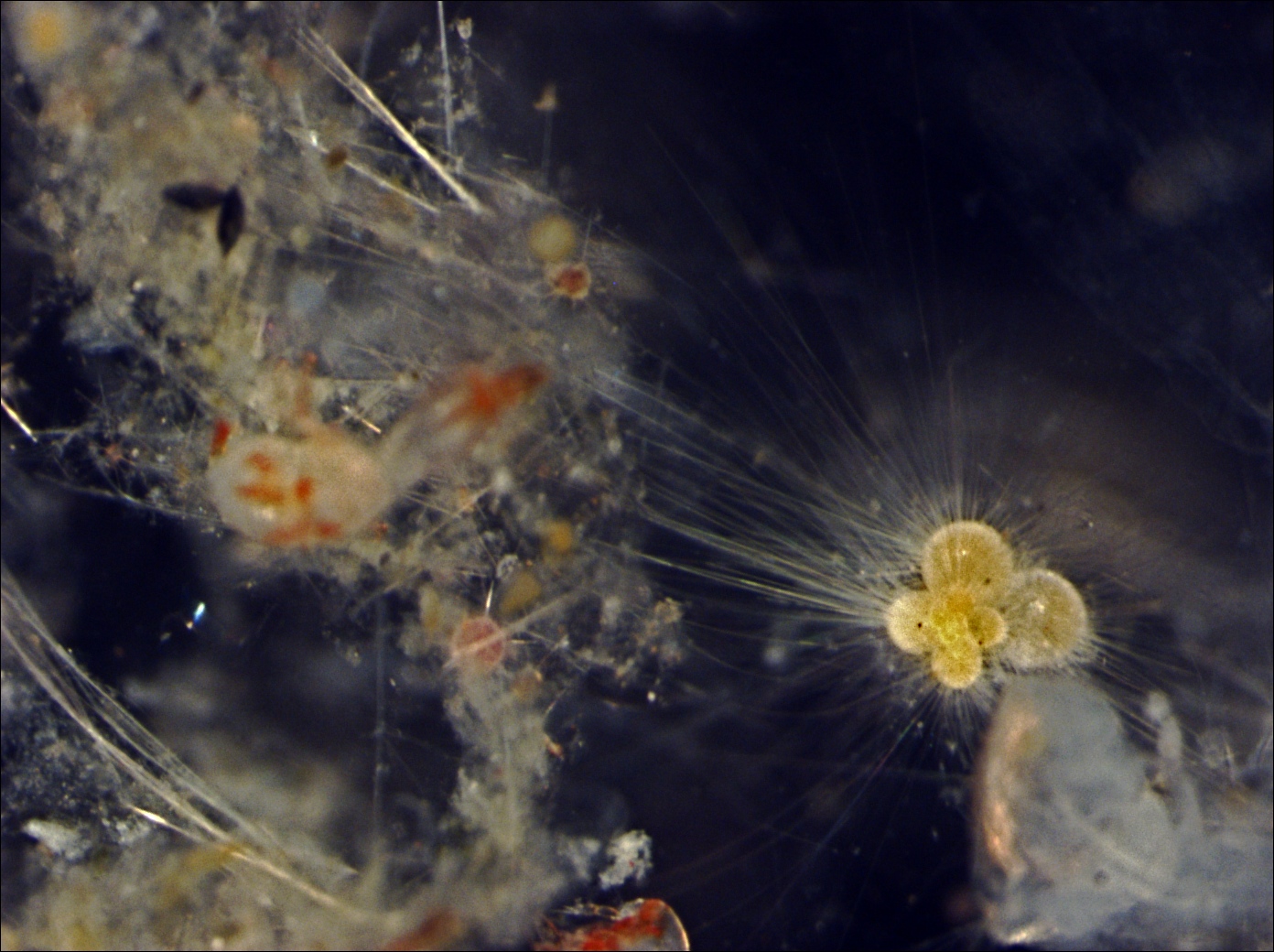 Climate Change Could Cause Mass Exodus of Tropical Plankton - UT ...
